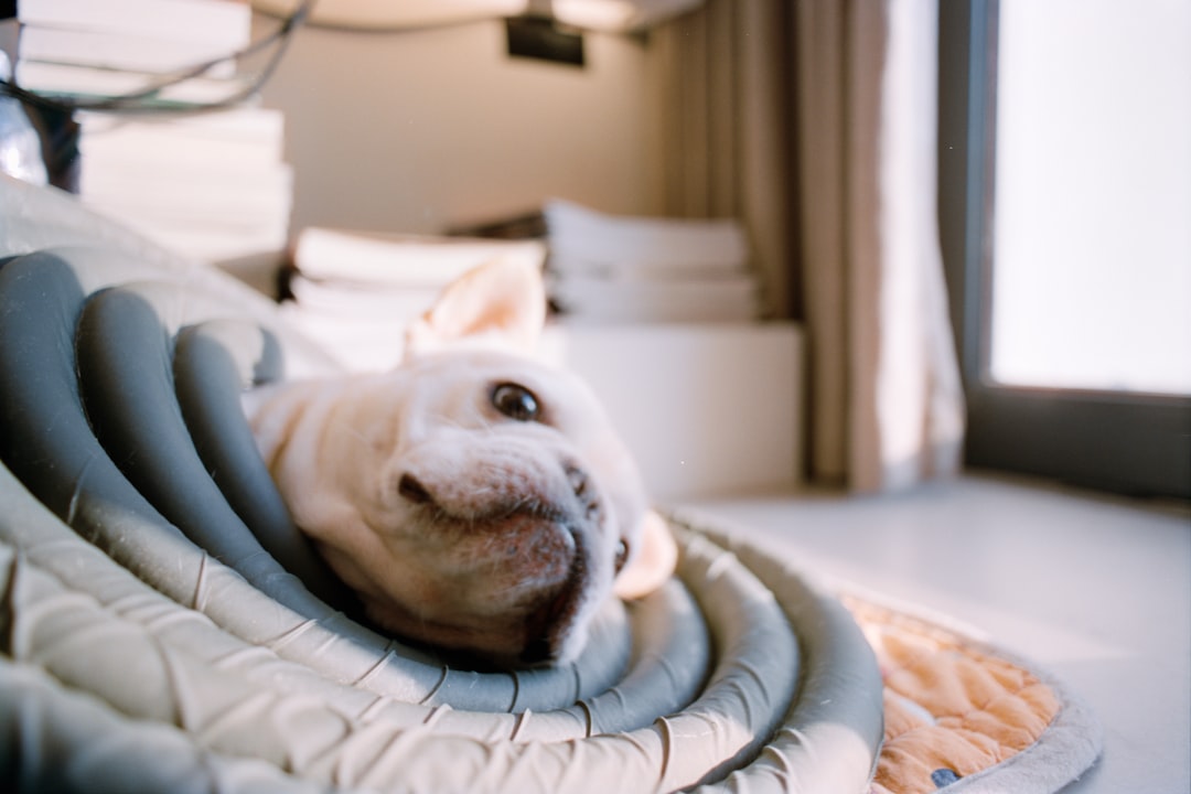 Cold weather safety for pets - Furever Friends Veterinary Clinic